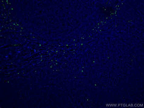 Human Igg4 Antibody 66408 1 Ig Proteintech