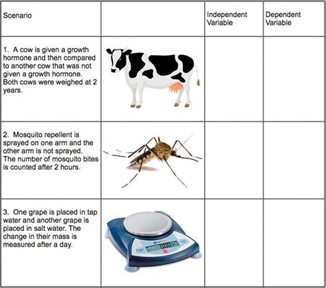 independent variable vs dependent worksheet live worksheets