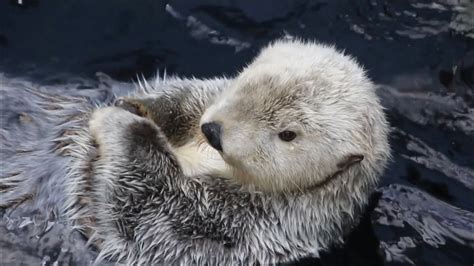 너무너무 귀여운 해달 2 Youtube
