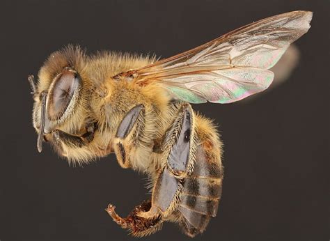 Apis Mellifera Bioquipbugs