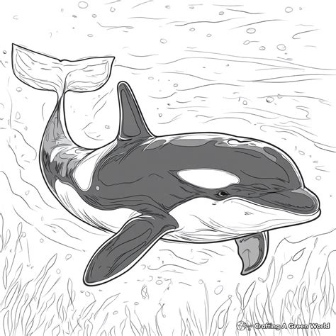 Orca Coloring Pages Free And Printable