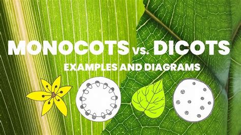 Monocot Vs Dicot Plants Rs Science