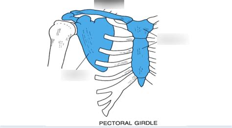 Quiz 2 Diagram Quizlet