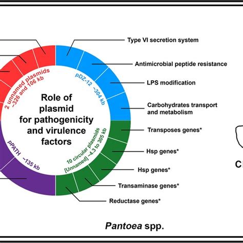 Role Of Plasmids In The Pathogenicity And Virulence Of Pantoea Download Scientific Diagram