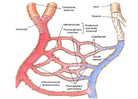 Microcirculation Diagram Webliography[13] Download Scientific Diagram