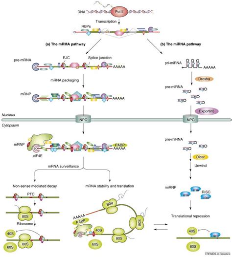 The Functions Of Rna Binding Proteins In Eukaryotes Lukong Et Al