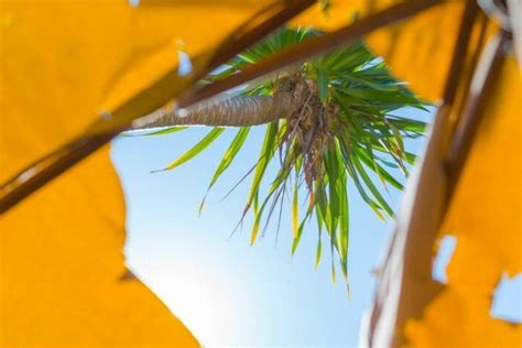 Signs You Need To Replace Your Patio Umbrella Canopy Now