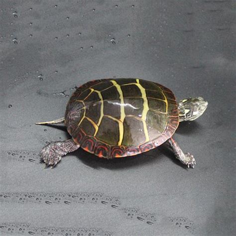 东部锦龟 快懂百科