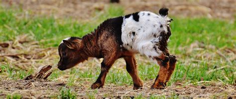 How To Identify Selenium Deficiency In Goats Goats Unlimited