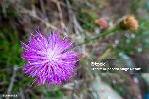 아름다운 Cheirolophus Crassifolius 피는 모피 공 모양의 보라색 꽃이 있는 몰타 켄타우로스 식물의 클로즈업 샷 우타라칸드의 히말라야 지역 0명에 대한
