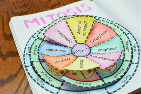 Mitosis And Meiosis Review Diagram Quizlet