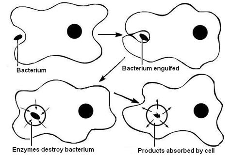 Difference Between Endocytosis And Exocytosis Types Mechanism Function