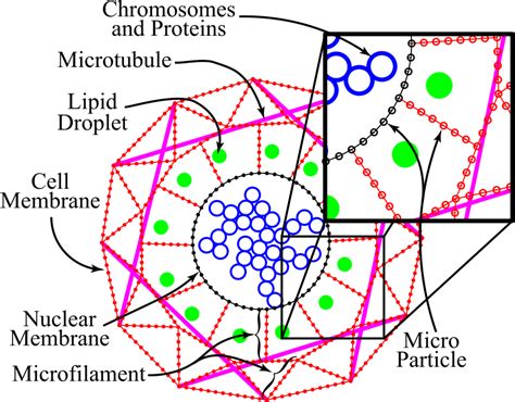 Schematic Of The Hmsc With Compression Elements Microtubules Tension Download Scientific