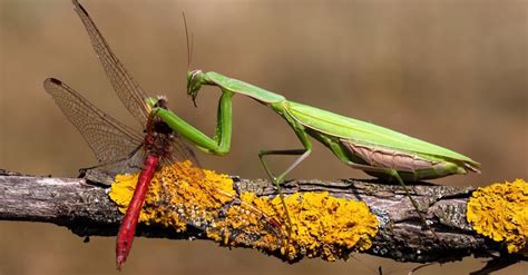 Are Praying Mantises Dangerous Debunking Myths About Their Bites A Z