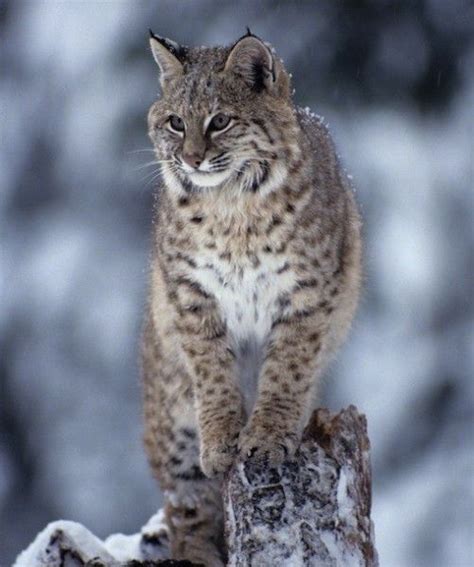 Bobcat Standing On Tree Stump In Snow