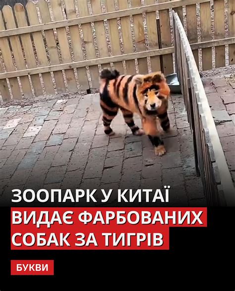 Букви Bykvu Колишня студентка КНУКіМ Владислава Коренна у межах