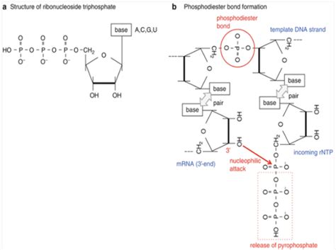 Ribonucleoside Triphosphate Metabolic Process