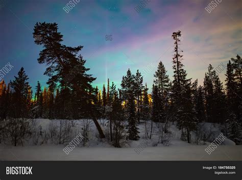Pine Trees Forest Night Winter Image Photo Bigstock
