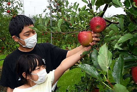 秋の恵み、リンゴたわわに 伊那市の農業公園、家族連れが収穫｜信濃毎日新聞デジタル 信州・長野県のニュースサイト