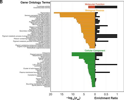 Figure 2 From Diagnostic Yield Of Genetic Testing For Ocular And Oculocutaneous Albinism In A