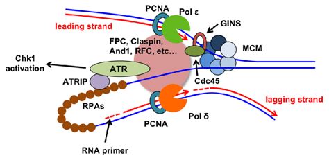The Eukaryotic Replisome Complex Coordinates Dna Replication Download Scientific Diagram
