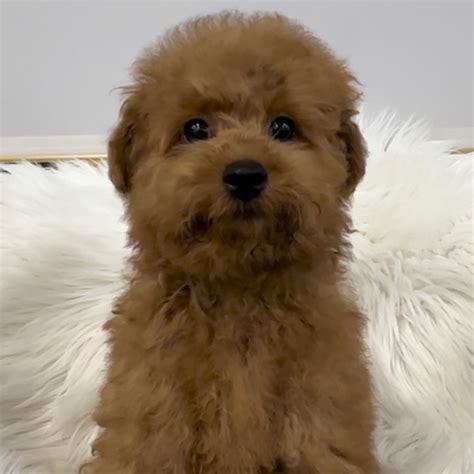 푸들 푸름이 푸숑책임분양 노르웨이숲책임분양 데본렉스책임분양 뱅갈책임분양 샴책임분양 셀커크렉스책임분양 스핑크스책임분양 아메리칸숏헤어책임분양 아메리칸컬책임분양 아비시니안책임분양