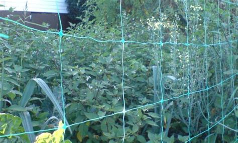 How Trellis Netting Revolutionizes Plant Support ｜ Eyouagro