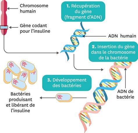 Quest Ce Qui Porte Linformation Dans Un Chromosome Lelivrescolairefr