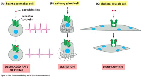 lecture 2and3 chp 16 cell signaling part 1 flashcards quizlet