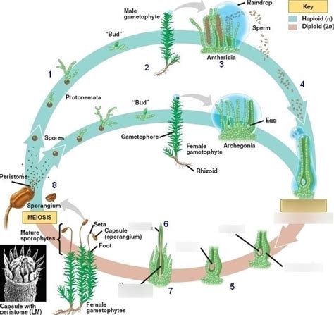 Moss Life Cycle 1 Diagram Quizlet