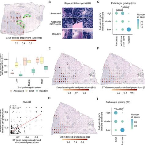 Tissue Image Derived Cell Type Compositional Estimates Can Be Leveraged