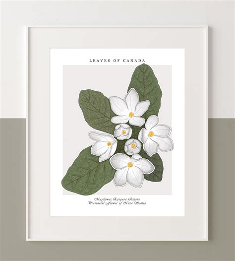 Mayflower Botanical Art Print Provincial Flower Of Nova Scotia