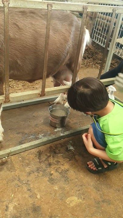 염소 젖 짜기 Youtube