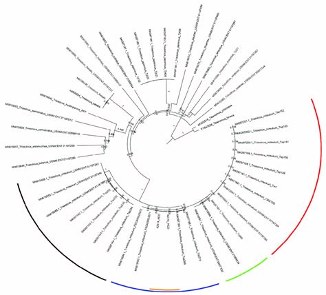 Molecular Clustering Of Sequences Including The Trissolcus Download Scientific Diagram