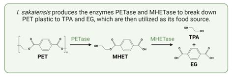 A Guide To Ideonella Sakaiensis Plastic Eating Bacteria