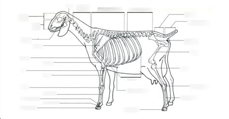 Goat Skeletal System Diagram Quizlet