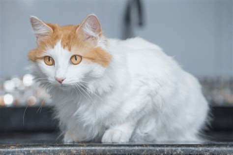 Turkish Van Cat Breed Profile Litter Robot