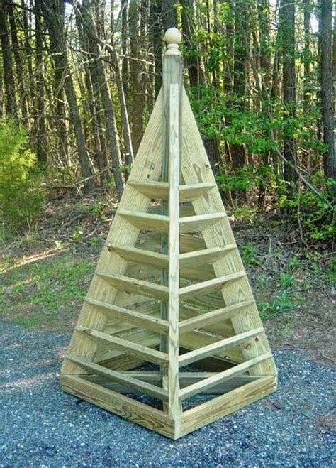 Ель пирамида - фото