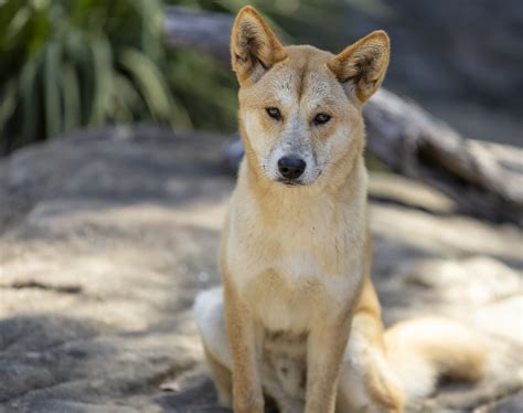Dingo Cub A Photo On Flickriver