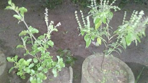 දන්නවා ද මේ පැල වර්ග 2ක දන්න අය Comment කරගෙන යමු Youtube