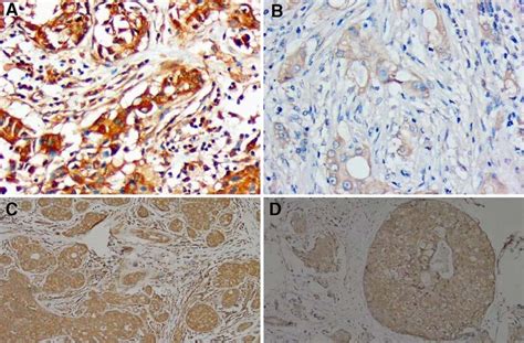 Expression Of Nucleotide Binding Oligomerization Domain Like Receptor Download Scientific