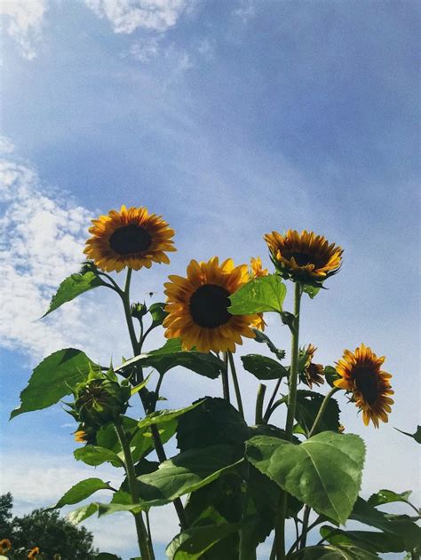 Sunflower On Tumblr