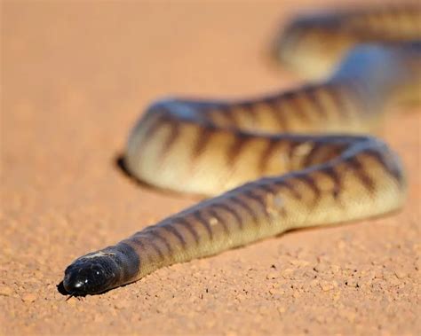 Black Headed Python Facts Diet Habitat And Pictures On Animaliabio