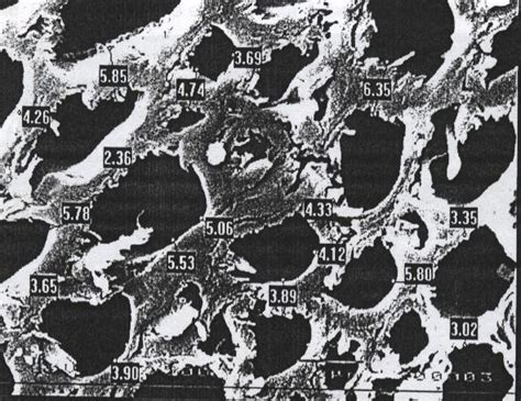 Cross Section Of Bagasse Silage Treated With Cellulase Enzyme 15 W W