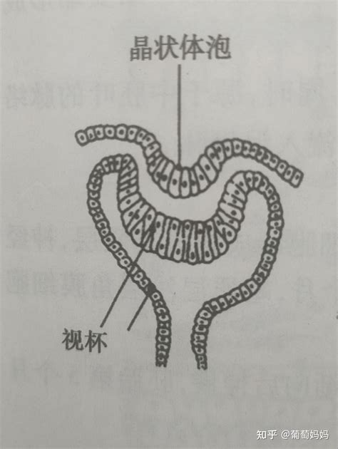 眼的胚胎发育 知乎