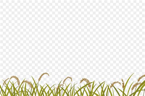 벼 쌀 벼 벼 Png 일러스트 및 이미지 에 대한 무료 다운로드 Pngtree