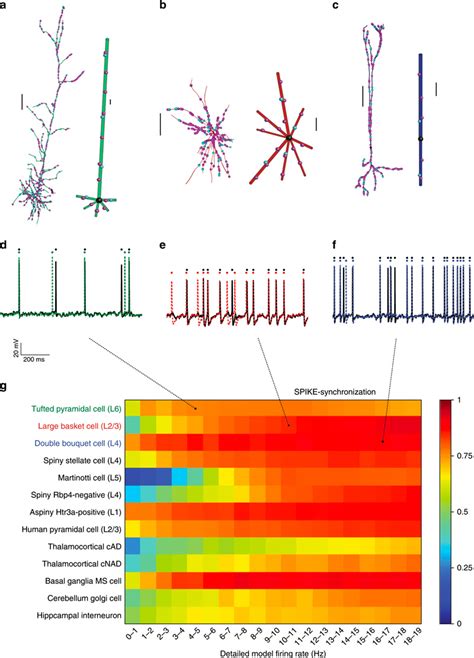 HU Computational Brain Science Breakthrough Simplifies Complex Neuron Models The Canadian
