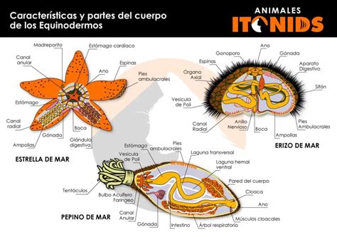 Ejemplos De Equinodermos