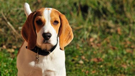Beagle Mix Breeds A Guide To The Different Crosses Animal Corner