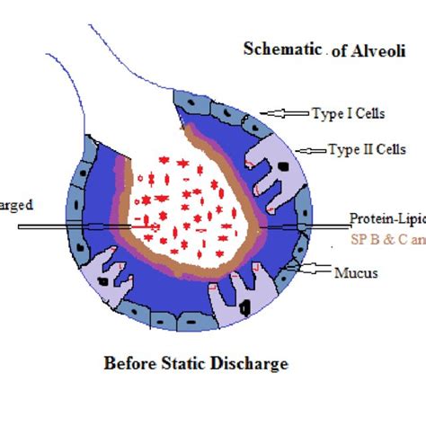 Normal Healthy Alveoli With Healthy Surfactant In Strong Defending Mode